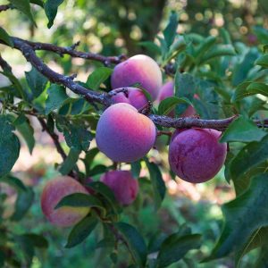 Fruit Trees - J. Frank Schmidt & Son Co.