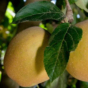 Fruit Trees - J. Frank Schmidt & Son Co.