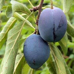 Fruit Trees - J. Frank Schmidt & Son Co.