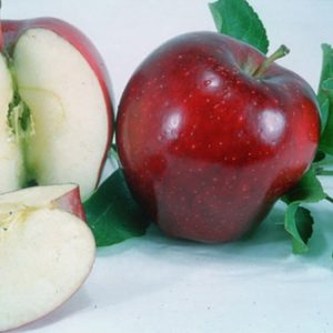 Fruit Trees - J. Frank Schmidt & Son Co.