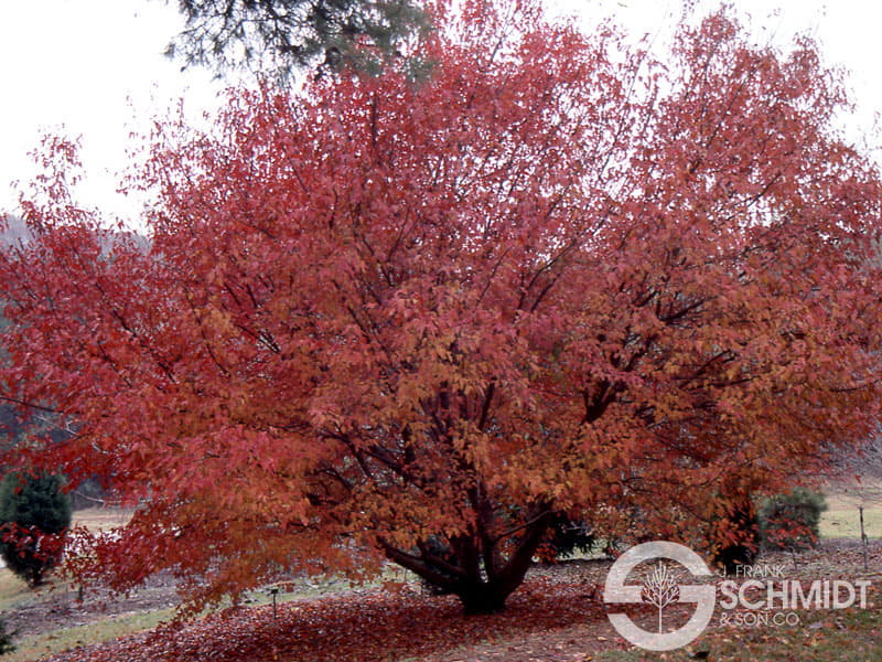 Red November™ Maple - J. Frank Schmidt & Son Co.