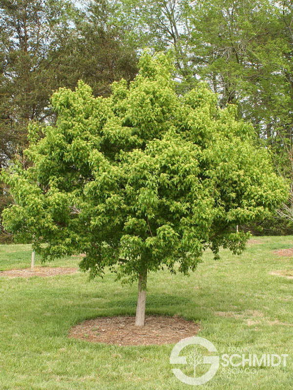 Red November™ Maple - J. Frank Schmidt & Son Co.