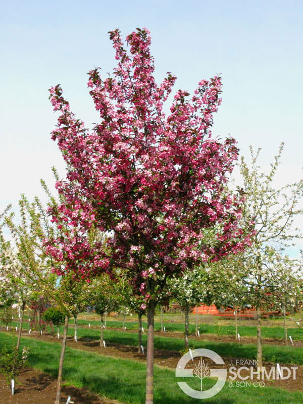 Ruby Dayze® Crabapple - J. Frank Schmidt & Son Co.