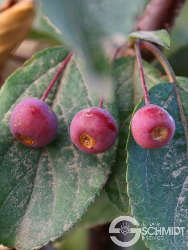 Ruby Dayze® Crabapple - J. Frank Schmidt & Son Co.
