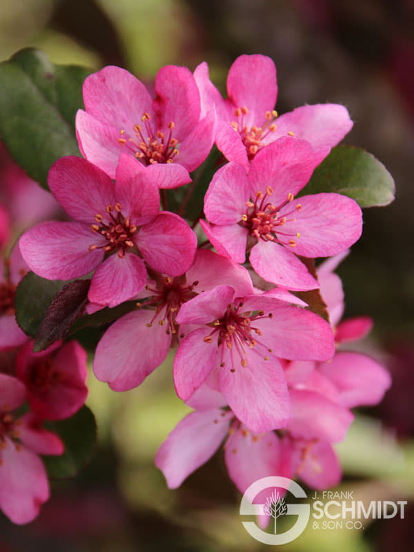 Ruby Dayze® Crabapple - J. Frank Schmidt & Son Co.