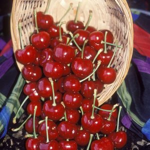 Fruit Trees - J. Frank Schmidt & Son Co.