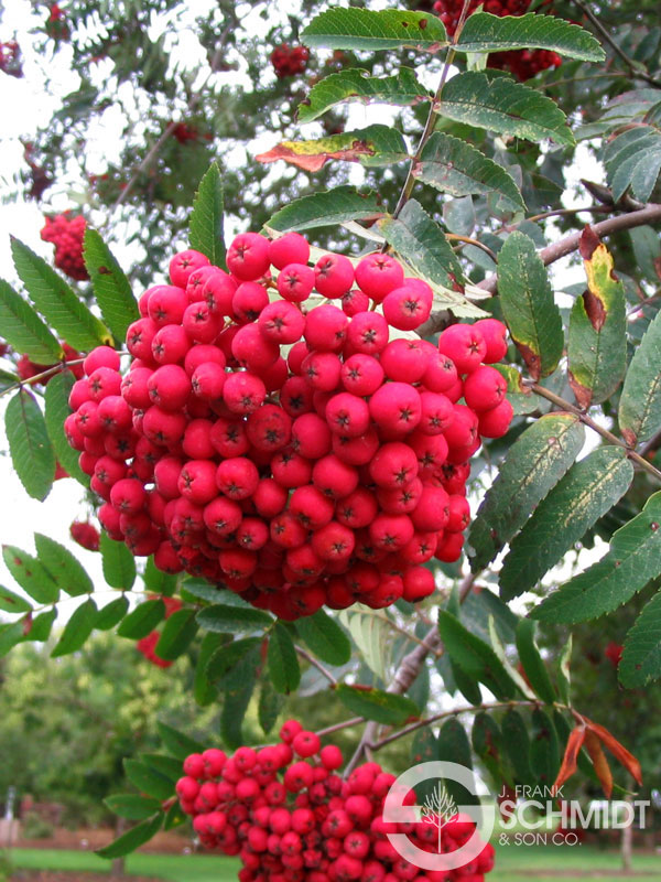 Cardinal Royal® Mountain Ash - J. Frank Schmidt & Son Co.