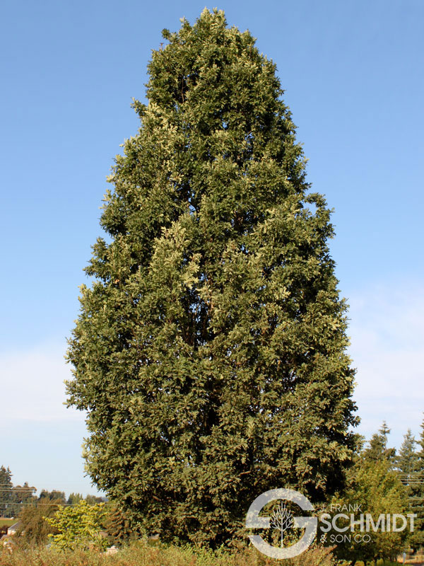 Crimson Spire™ Oak - J. Frank Schmidt & Son Co.