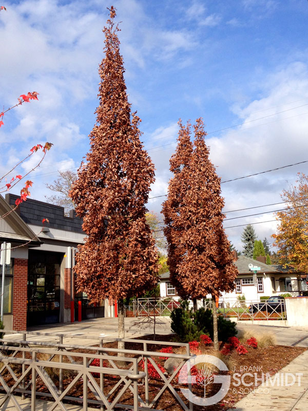 Crimson Spire™ Oak - J. Frank Schmidt & Son Co.