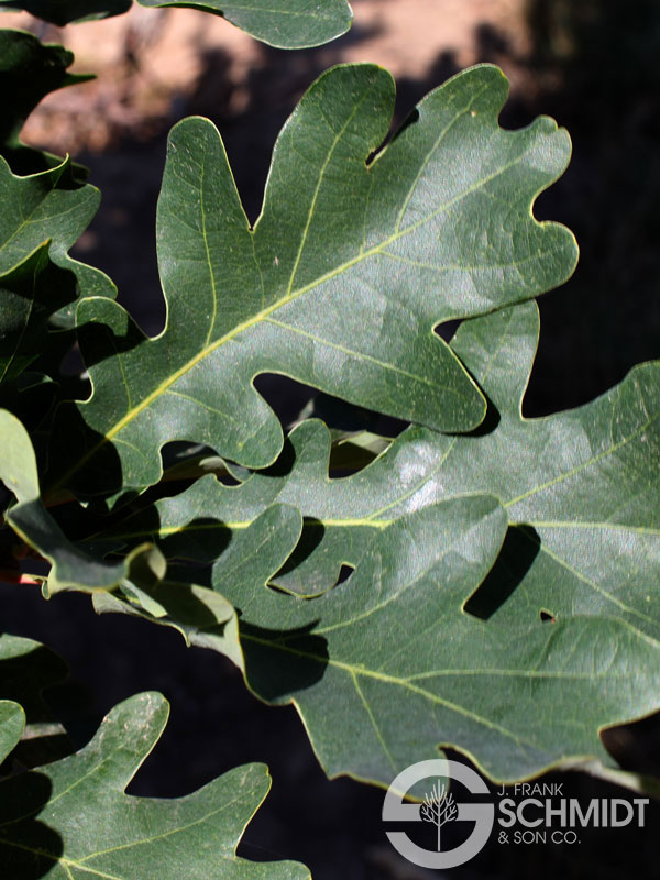 Crimson Spire™ Oak - J. Frank Schmidt & Son Co.