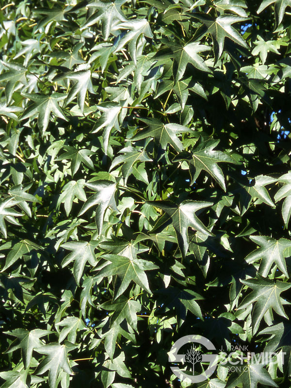 Emerald Sentinel® Sweetgum - J. Frank Schmidt & Son Co.