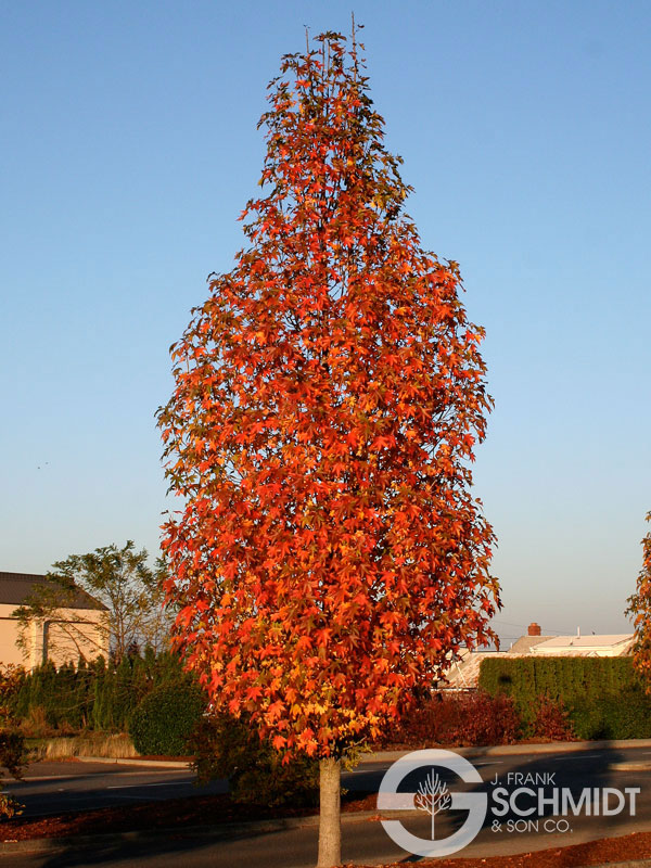 Emerald Sentinel® Sweetgum - J. Frank Schmidt & Son Co.