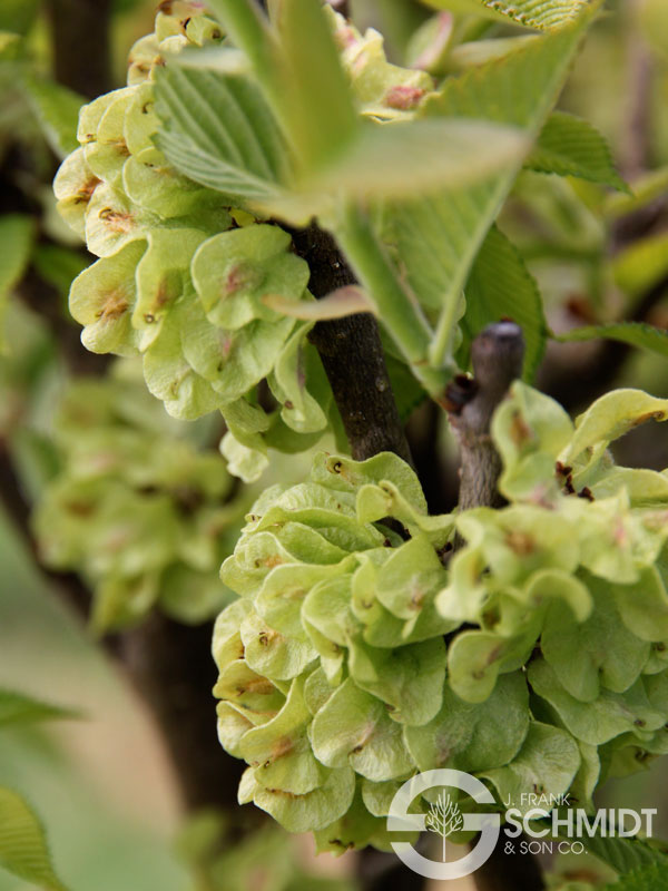 Emerald Sunshine® Elm - J. Frank Schmidt & Son Co.