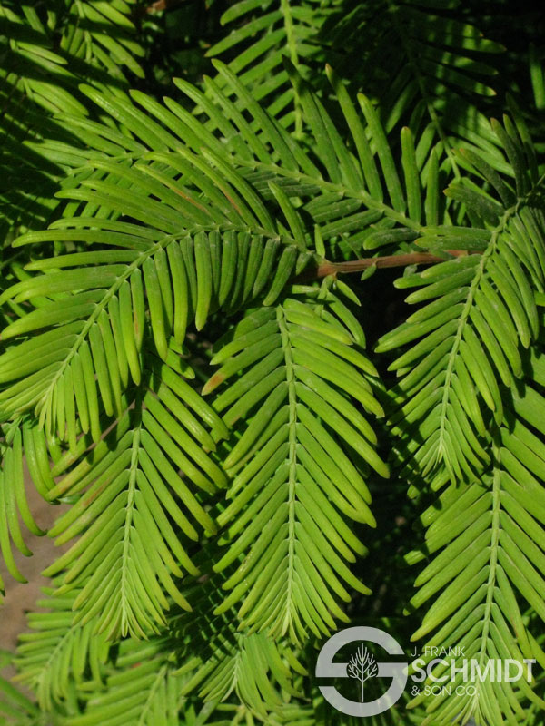 Jade Prince® Dawn Redwood - J. Frank Schmidt & Son Co.