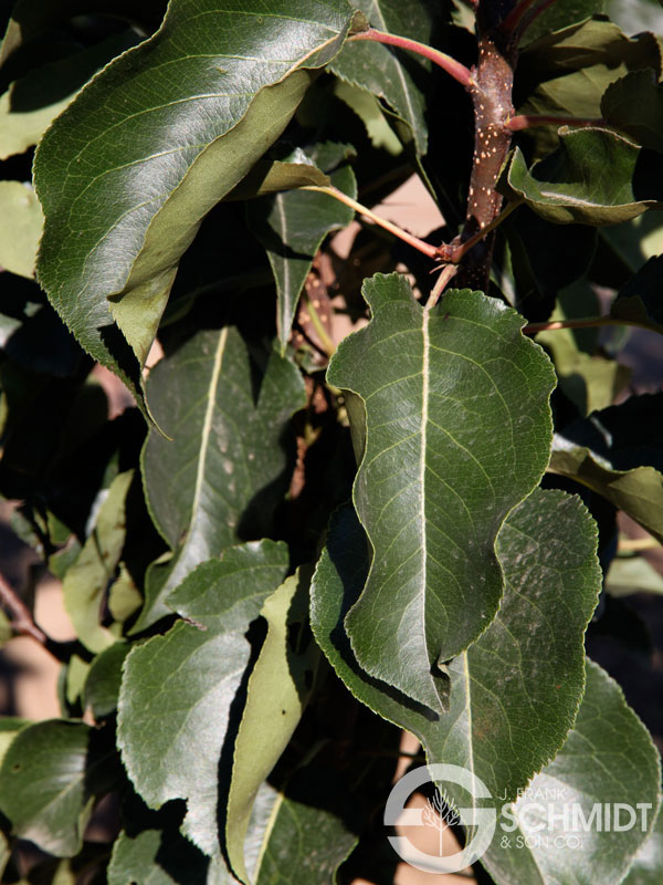 Javelin® Pear - J. Frank Schmidt & Son Co.