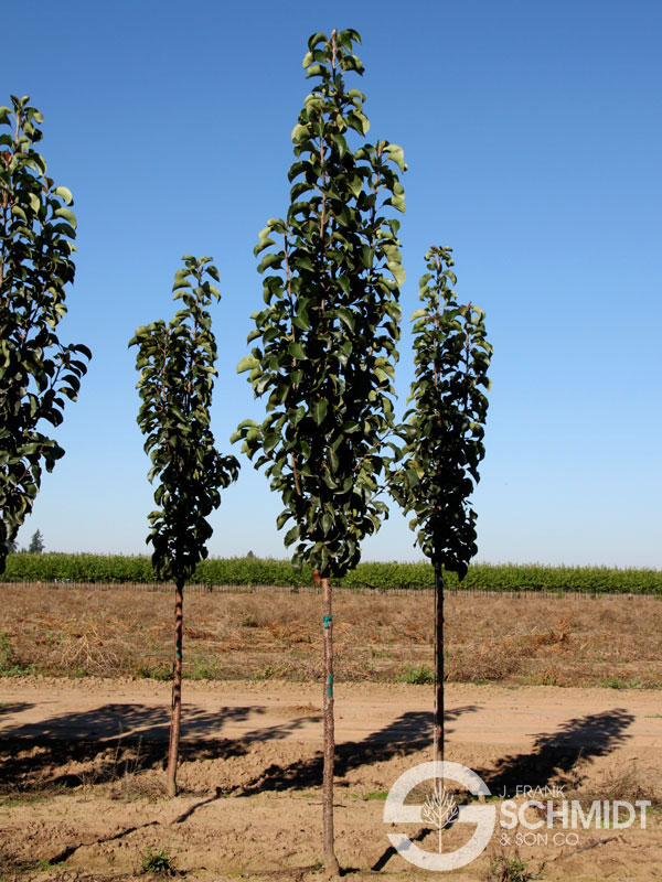 Javelin® Pear - J. Frank Schmidt & Son Co.