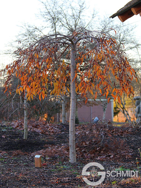 Pink Cascade® Cherry - J. Frank Schmidt & Son Co.