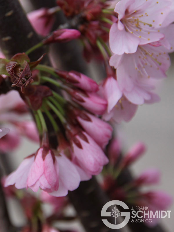 Pink Flair® Cherry - J. Frank Schmidt & Son Co.