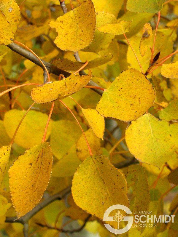 Prairie Gold® Aspen - J. Frank Schmidt & Son Co.