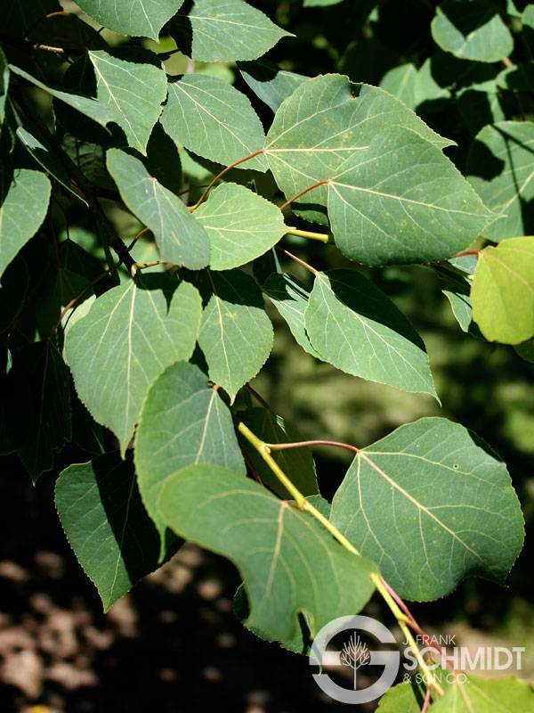 Prairie Gold® Aspen - J. Frank Schmidt & Son Co.