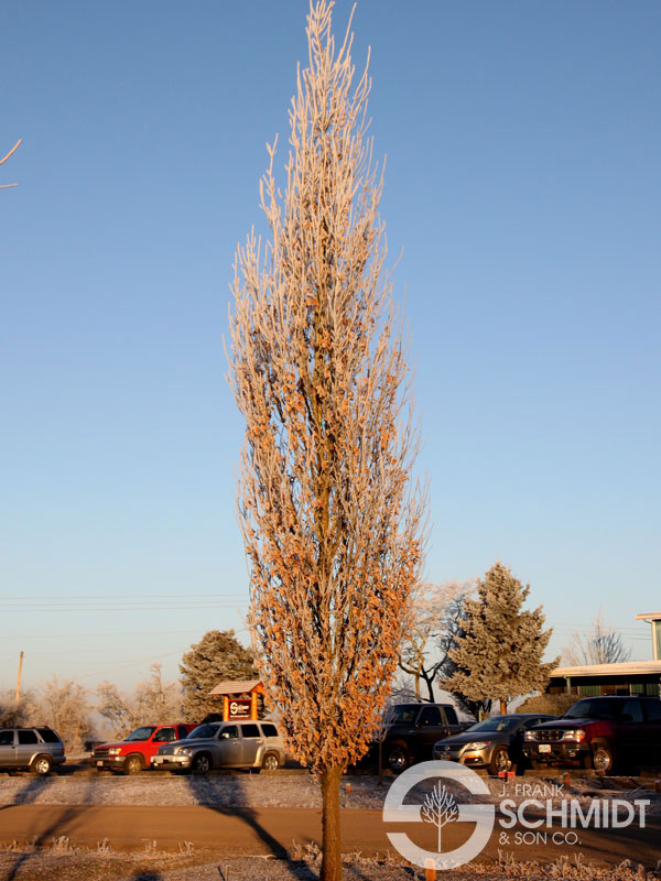 Skinny Genes® Oak - J. Frank Schmidt & Son Co.