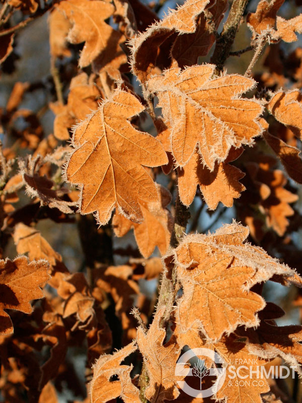 Skinny Genes® Oak - J. Frank Schmidt & Son Co.