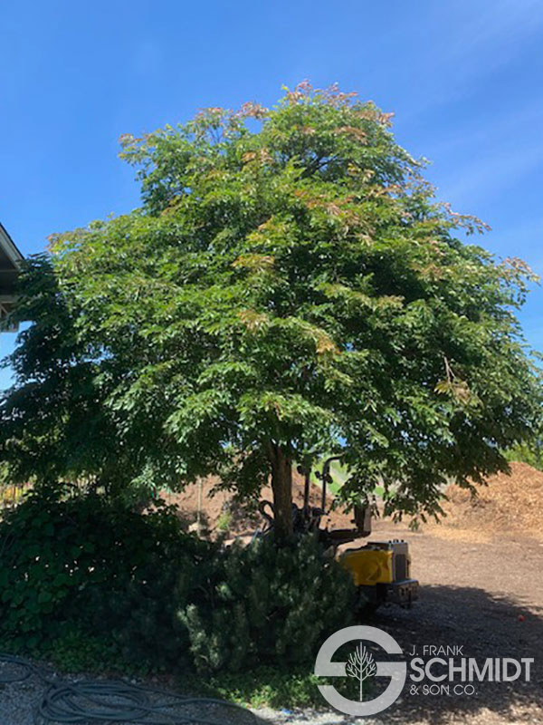 Summer Elixir® Elm - J. Frank Schmidt & Son Co.