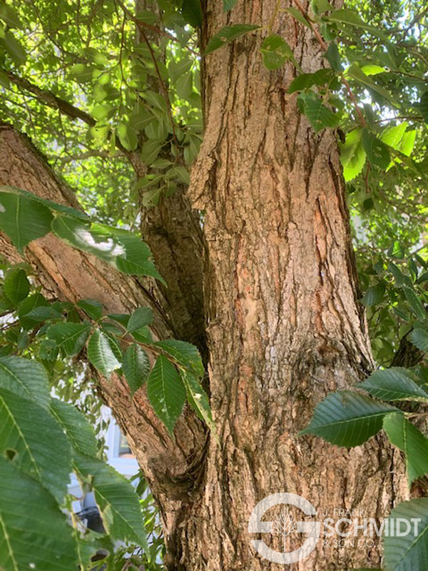 Summer Elixir® Elm - J. Frank Schmidt & Son Co.