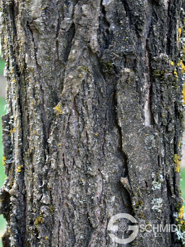 Urban Pinnacle® Oak - J. Frank Schmidt & Son Co.