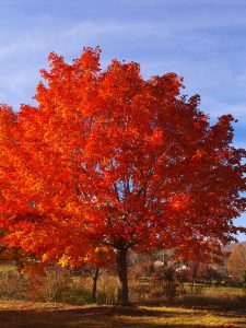 Norwegian Sunset® Maple - J. Frank Schmidt & Son Co.