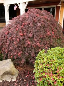 Crimson Queen Japanese Maple - J. Frank Schmidt & Son Co.