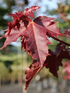 Deborah Maple - J. Frank Schmidt & Son Co.