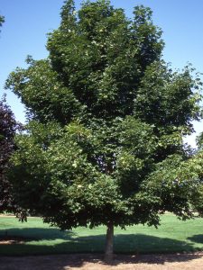 Emerald Queen™ Maple - J. Frank Schmidt & Son Co.