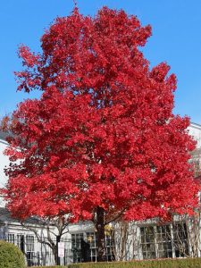 October Glory® Maple - J. Frank Schmidt & Son Co.