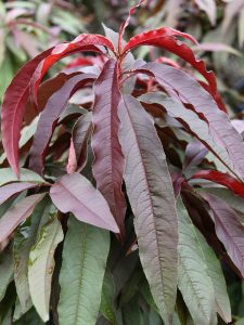 Bonfire Miniature Peach - J. Frank Schmidt & Son Co.