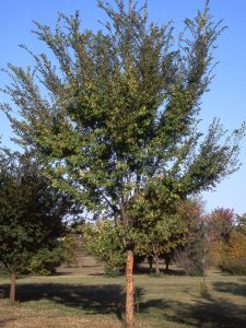 Allee® Elm - J. Frank Schmidt & Son Co.