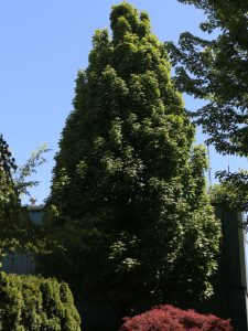 Ten great trees for tight spaces - J. Frank Schmidt & Son Co.