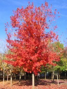 Autumn Splendor Maple - J. Frank Schmidt & Son Co.