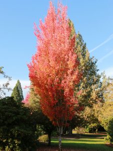 Red Rocket Maple - J. Frank Schmidt & Son Co.