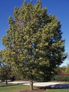 State Street® Maple - J. Frank Schmidt & Son Co.