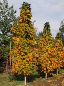 Sugar Cone Maple - J. Frank Schmidt & Son Co.