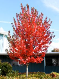 Sun Valley Maple - J. Frank Schmidt & Son Co.