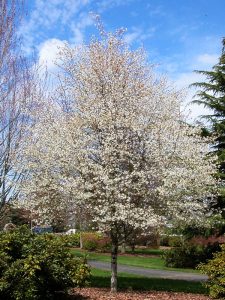 Spring Flurry® Serviceberry - J. Frank Schmidt & Son Co.