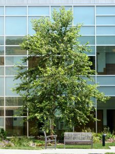 Heritage® Birch - J. Frank Schmidt & Son Co.