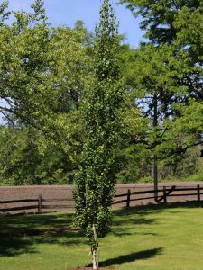 Parkland Pillar™ - First Editions® Birch - J. Frank Schmidt & Son Co.