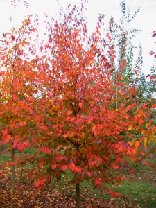 Native Flame® American Hornbeam - J. Frank Schmidt & Son Co.