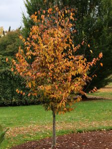 Rising Fire® American Hornbeam - J. Frank Schmidt & Son Co.