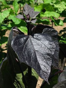 Purple Catalpa - J. Frank Schmidt & Son Co.