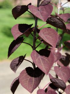 Red Fox Katsura Tree - J. Frank Schmidt & Son Co.