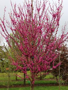 Ravishing Redbuds - J. Frank Schmidt & Son Co.
